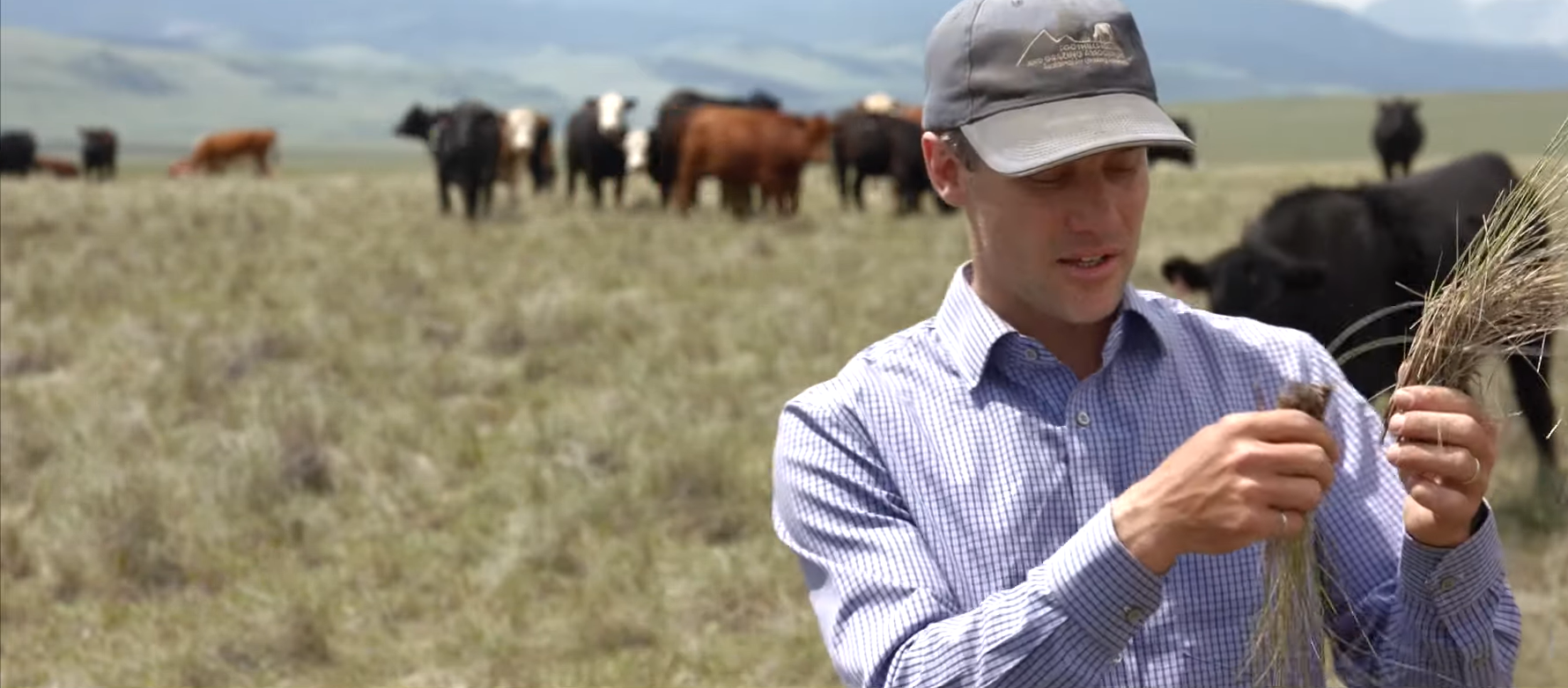 Grazed Right. Grass Fed Beef From Calgary, Alberta, Canada ...
